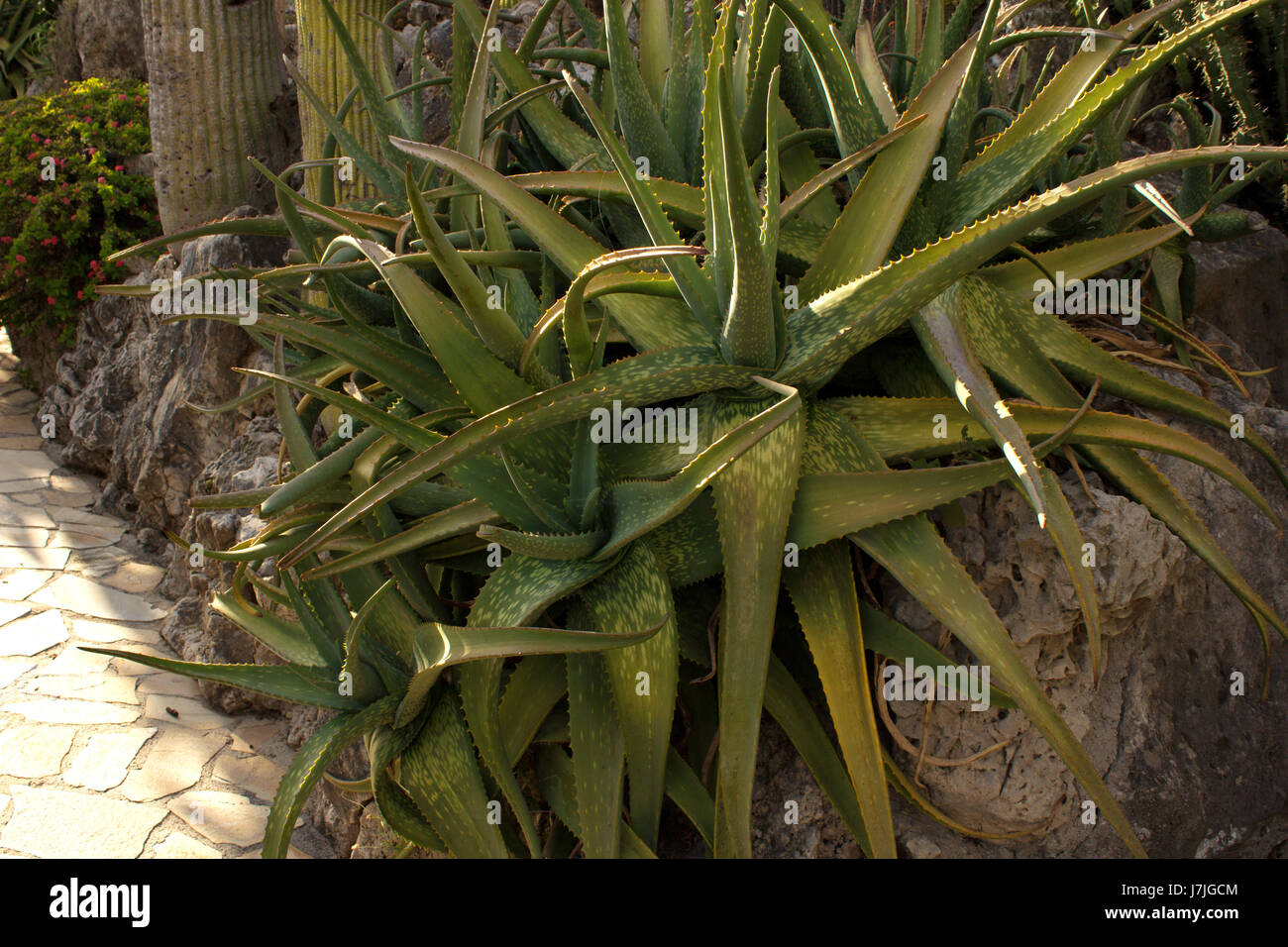 Exotic garden of Monaco, jardins exotique de Monaco: collection of ...