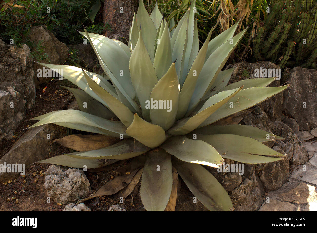 Exotic garden of Monaco, jardins exotique de Monaco: collection of ...