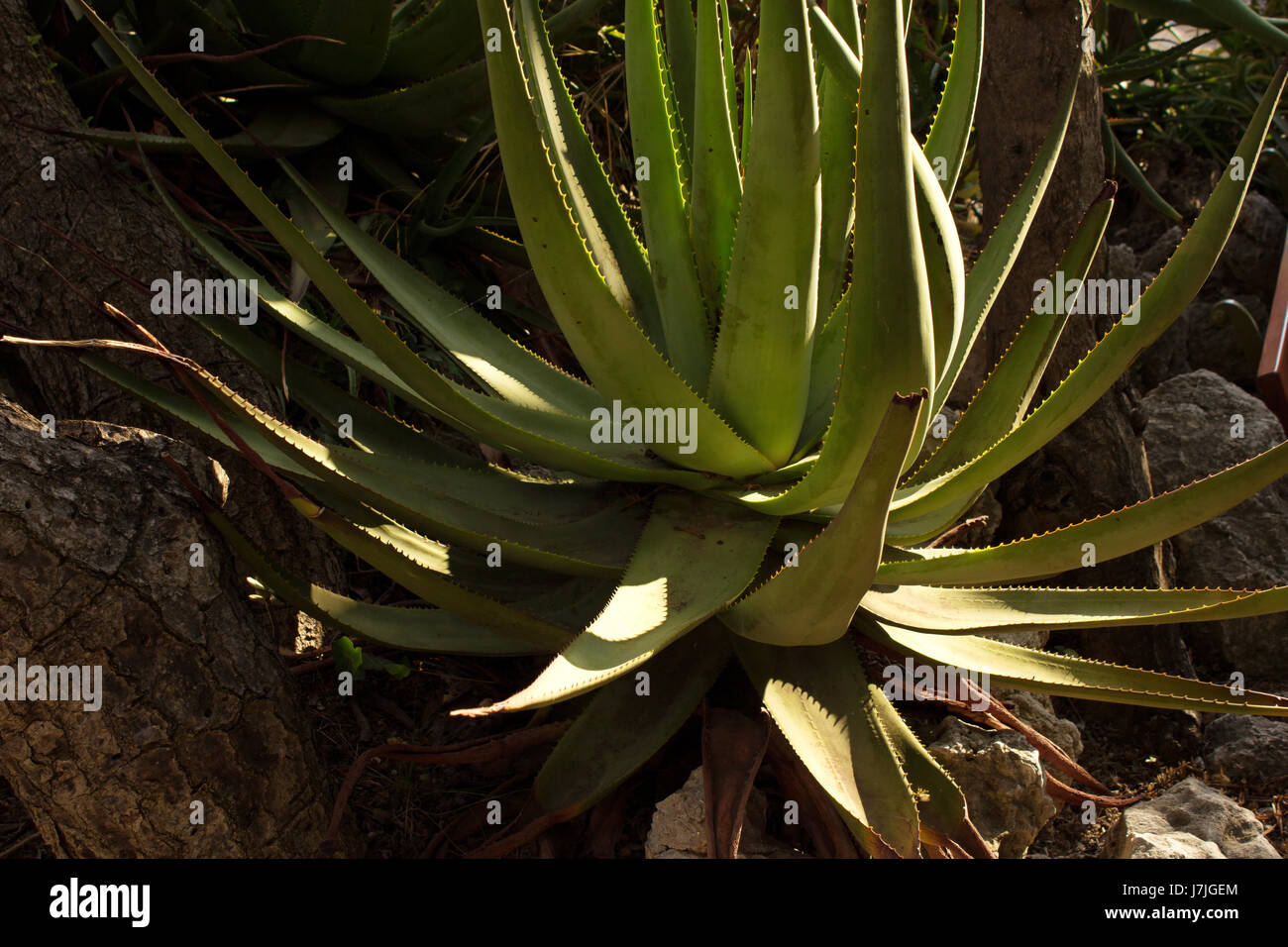 Exotic garden of Monaco, jardins exotique de Monaco: collection of ...
