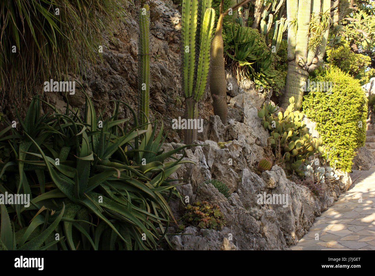 Exotic garden of Monaco, jardins exotique de Monaco: collection of ...