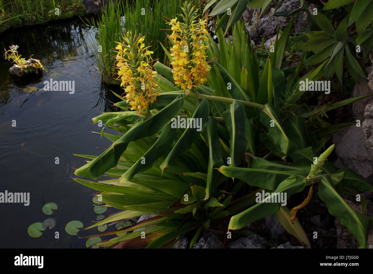 Exotic garden of Monaco, jardins exotique de Monaco: collection of ...