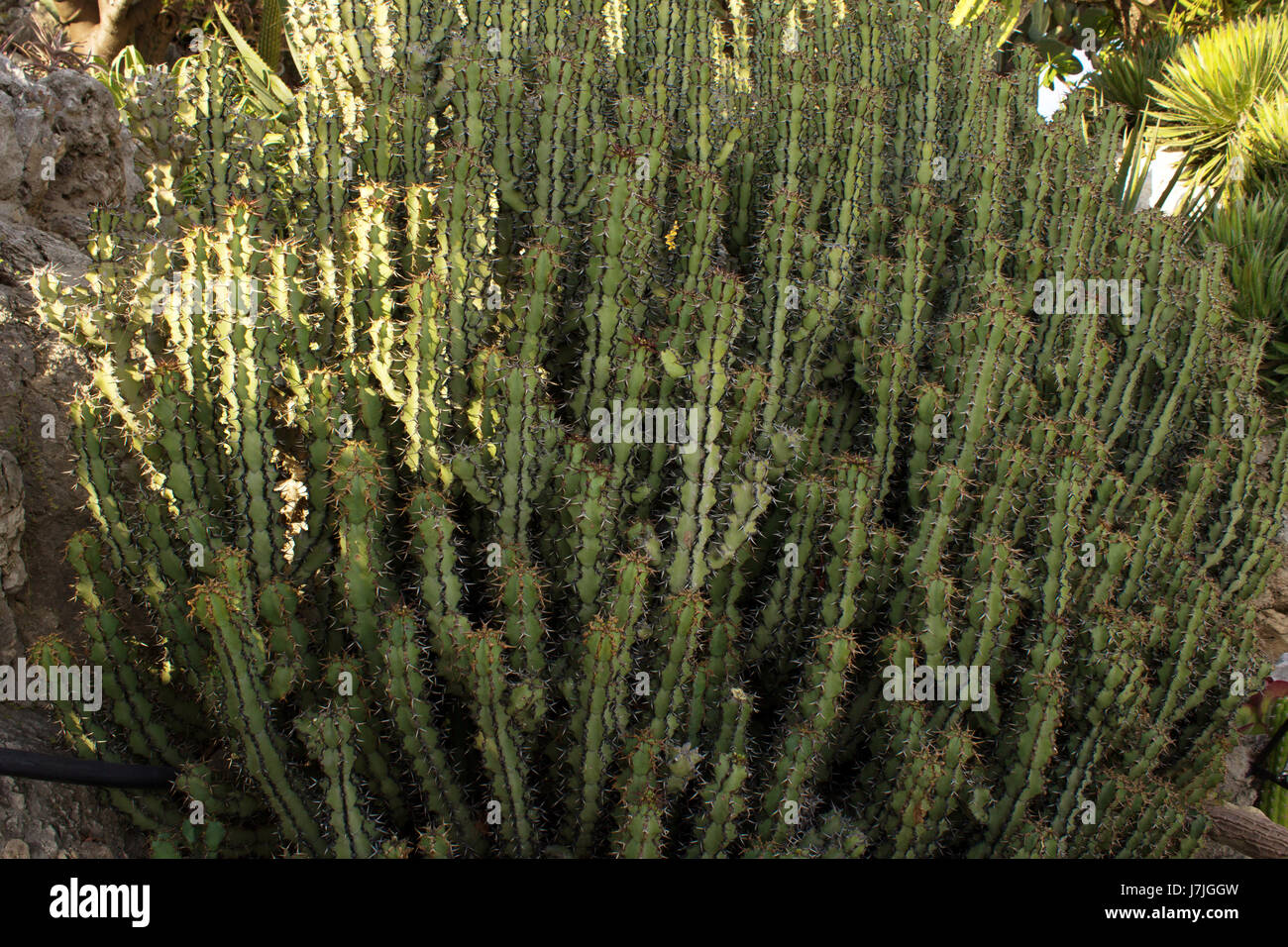Exotic garden of Monaco, jardins exotique de Monaco: collection of ...