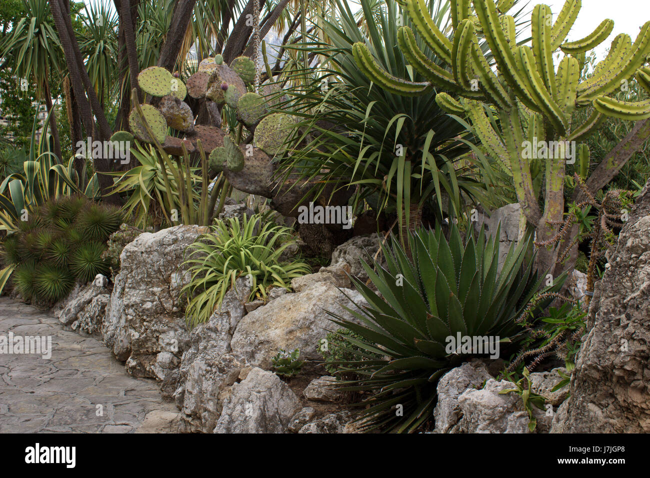 Exotic garden of Monaco, jardins exotique de Monaco: collection of ...