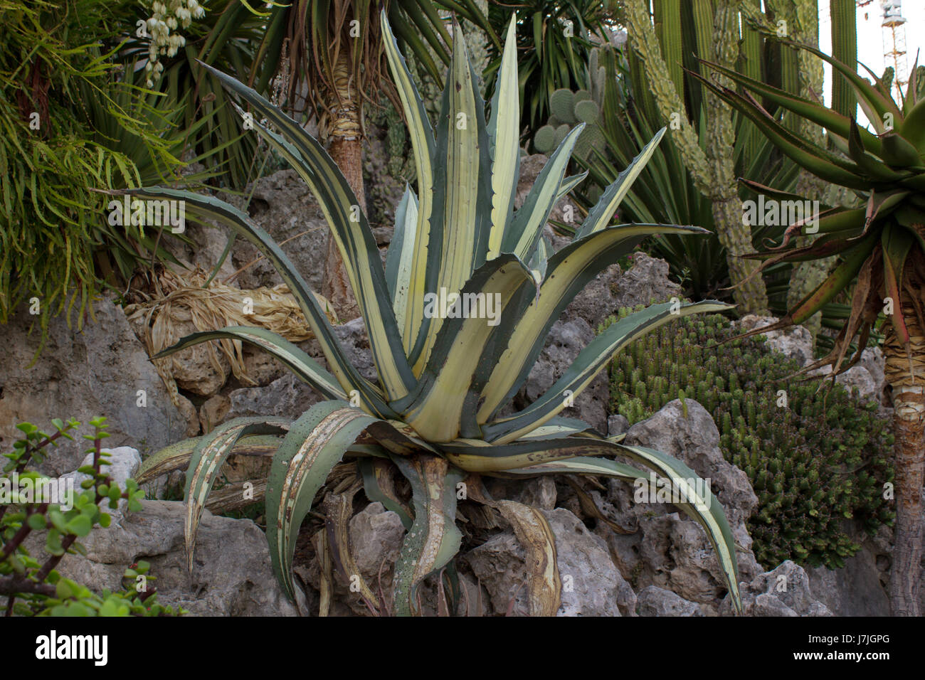 Exotic garden of Monaco, jardins exotique de Monaco: collection of ...