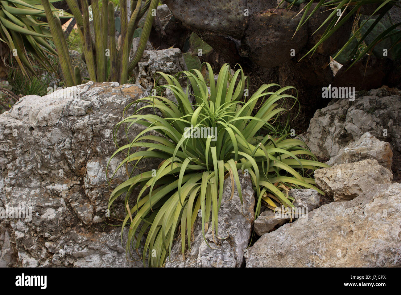 Exotic garden of Monaco, jardins exotique de Monaco: collection of ...