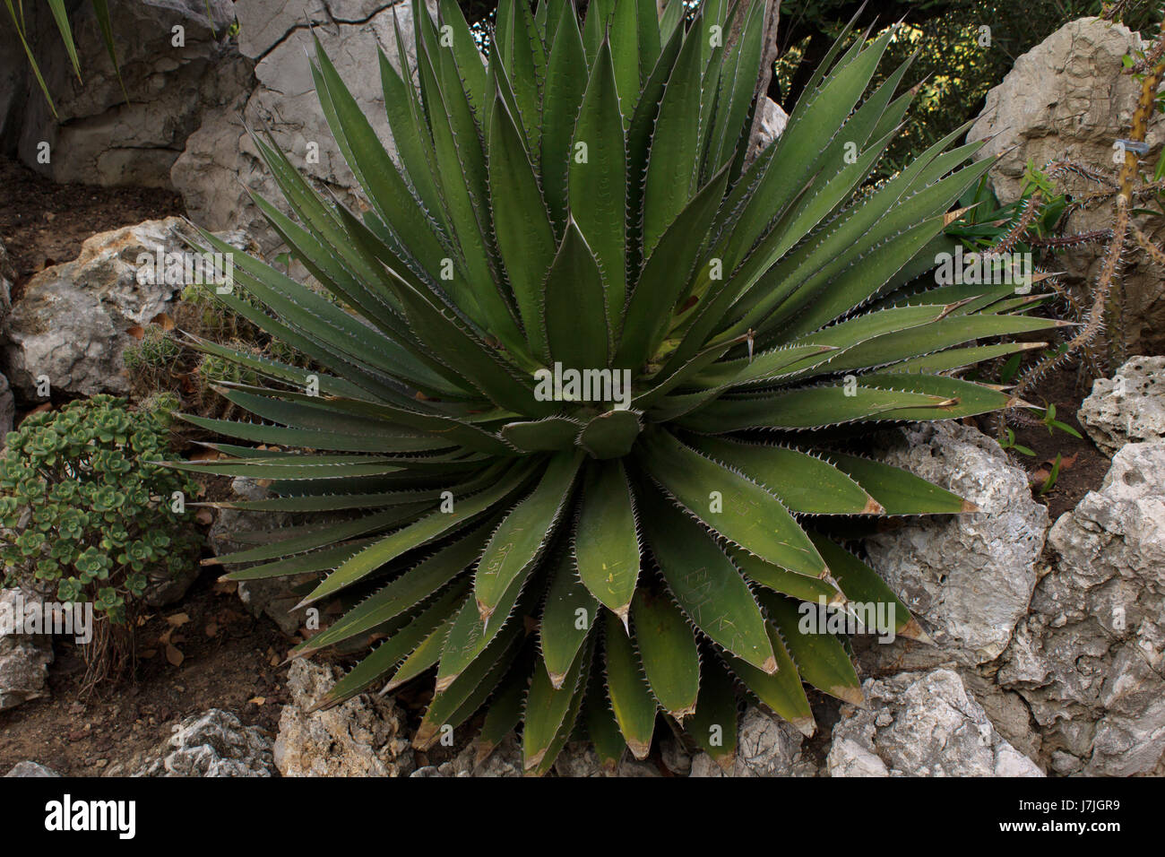 Exotic garden of Monaco, jardins exotique de Monaco: collection of ...