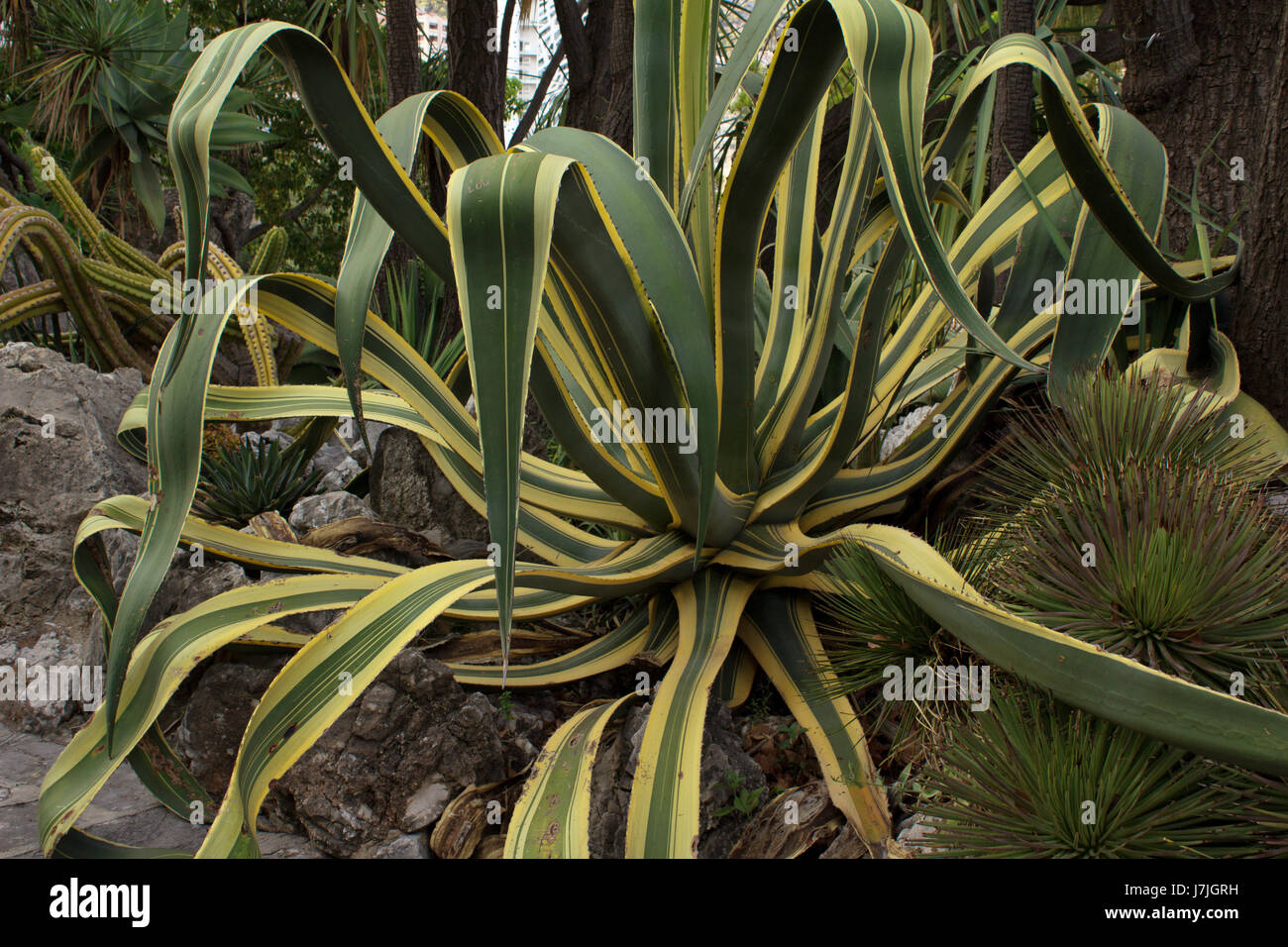 Exotic garden of Monaco, jardins exotique de Monaco: collection of ...