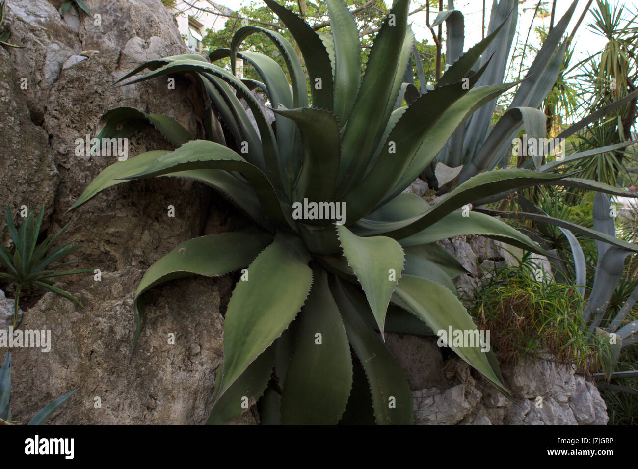 Exotic garden of Monaco, jardins exotique de Monaco: collection of ...