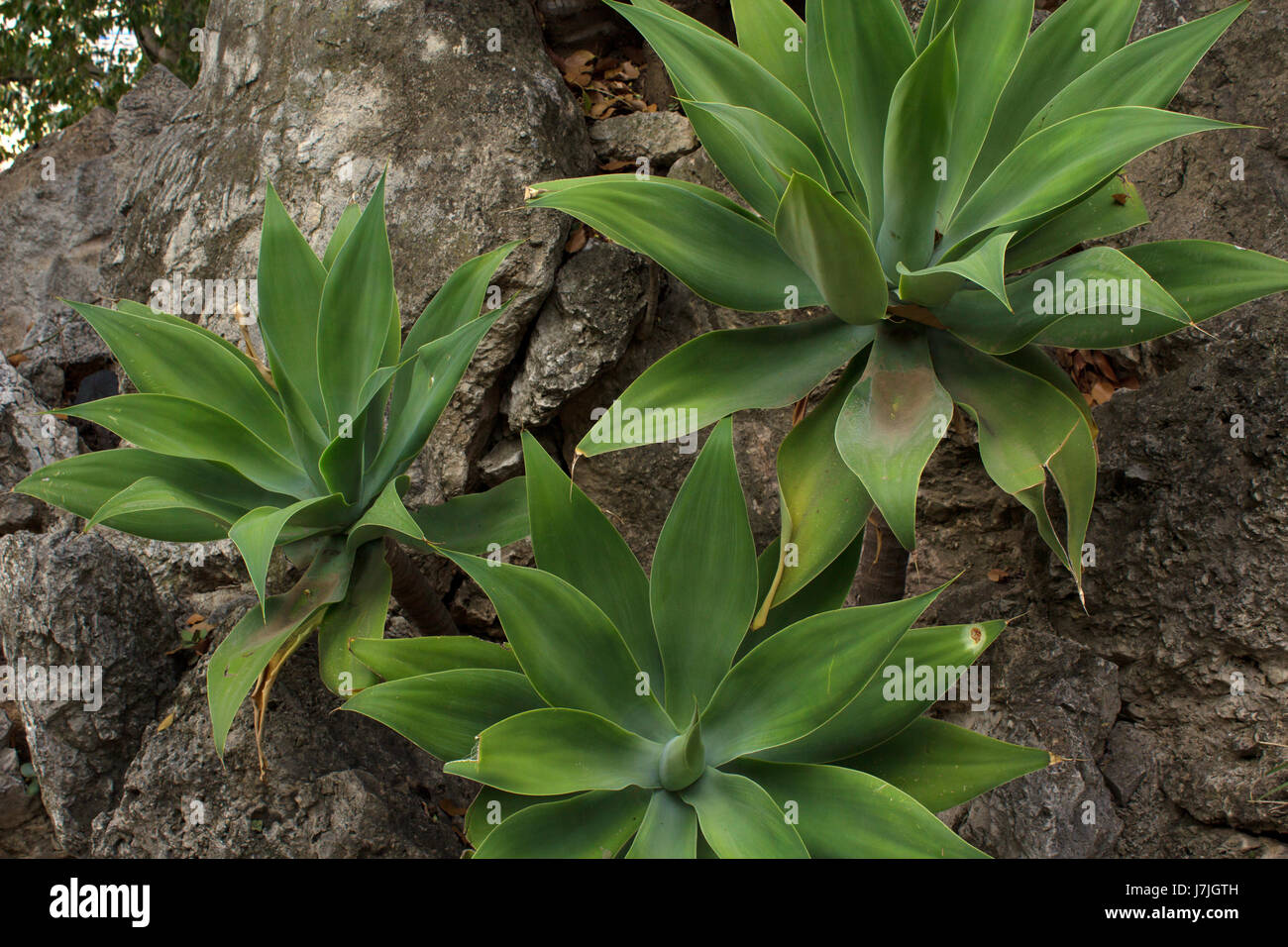 Exotic garden of Monaco, jardins exotique de Monaco: collection of ...