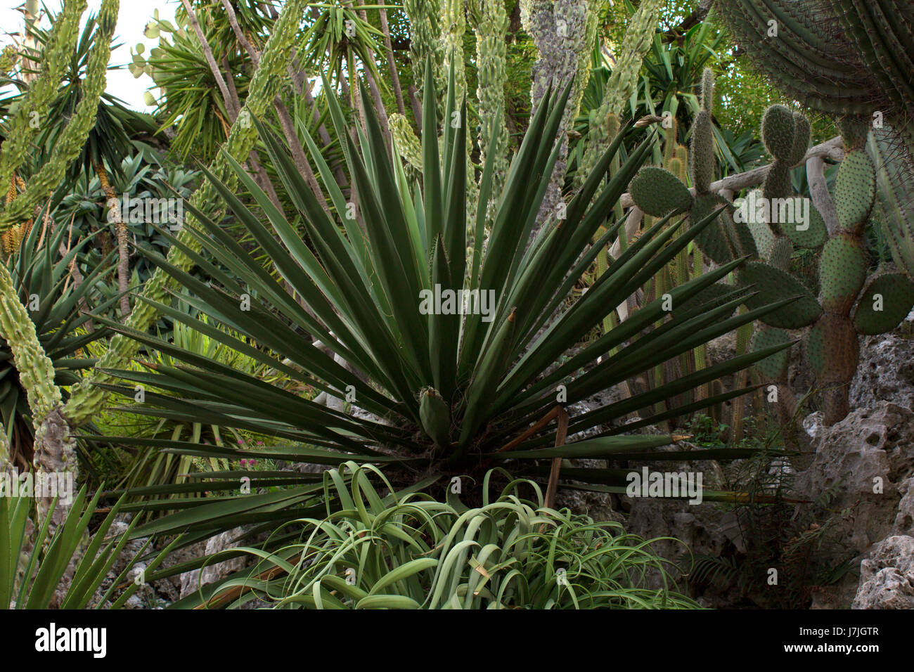 Exotic garden of Monaco, jardins exotique de Monaco: collection of ...