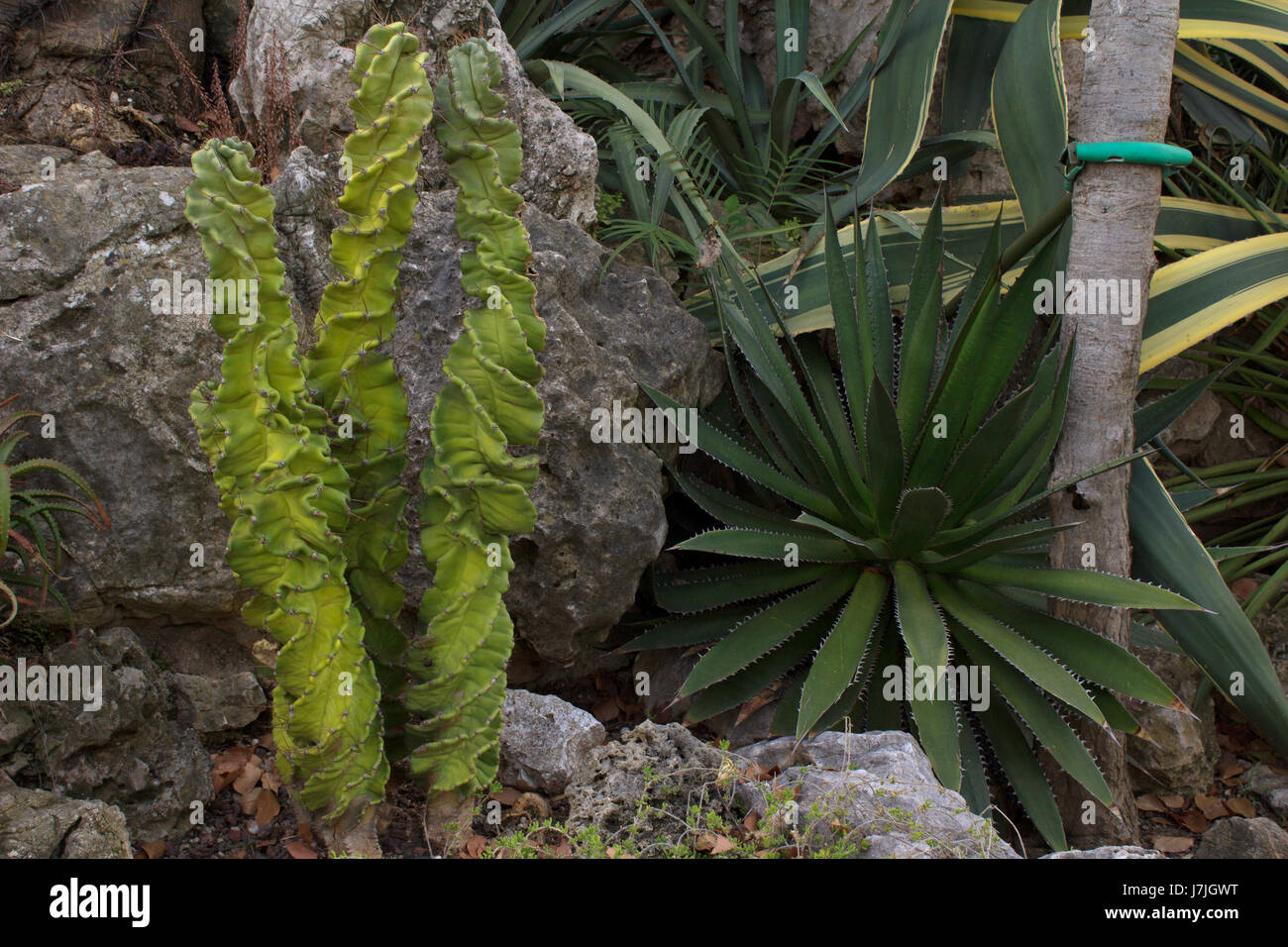 Exotic garden of Monaco, jardins exotique de Monaco: collection of ...