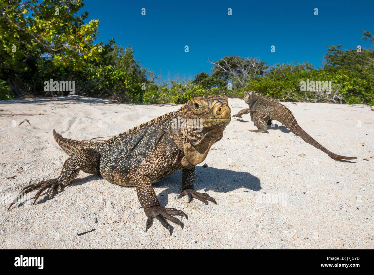 Cuban iguana cyclura nubila hi-res stock photography and images - Alamy