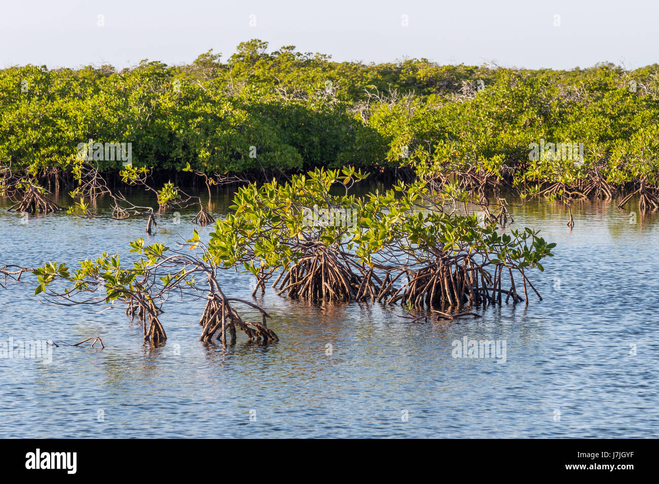 Mangrove hi-res stock photography and images - Alamy