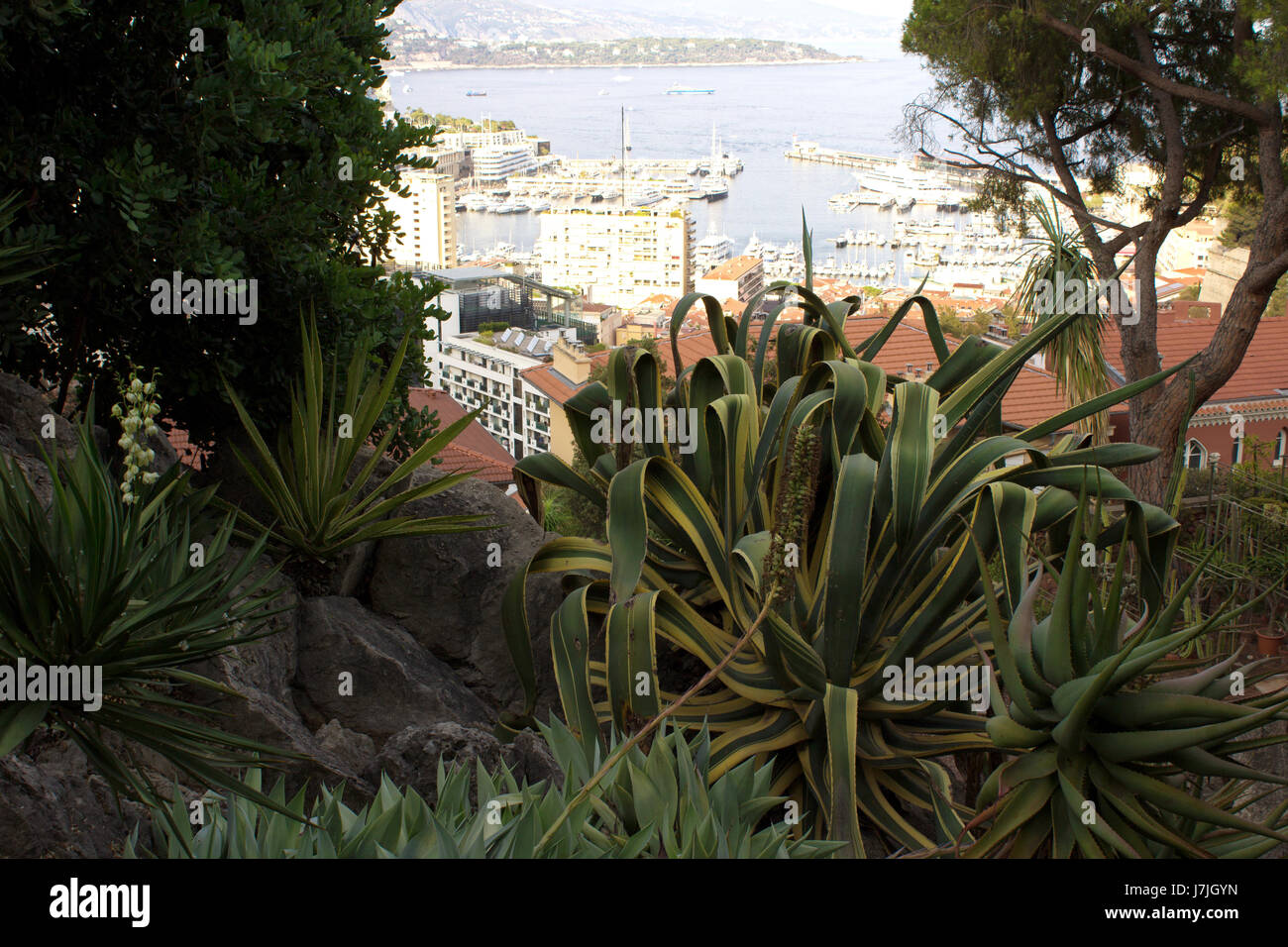 Exotic garden of Monaco, jardins exotique de Monaco: collection of ...