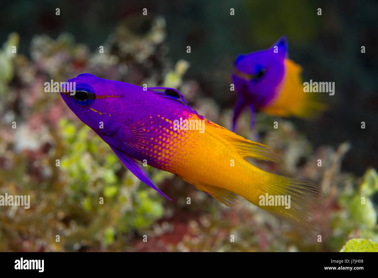 Fairy Basslet, Gramma loreto, Jardines de la Reina, Cuba Stock Photo ...