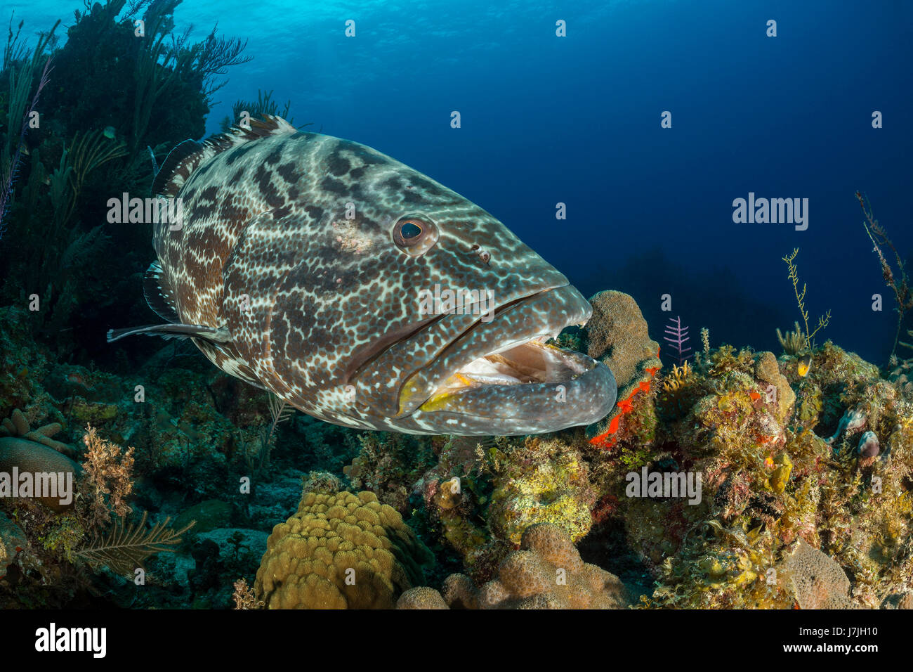 Black Grouper, Mycteroperca bonaci, Jardines de la Reina, Cuba Stock ...