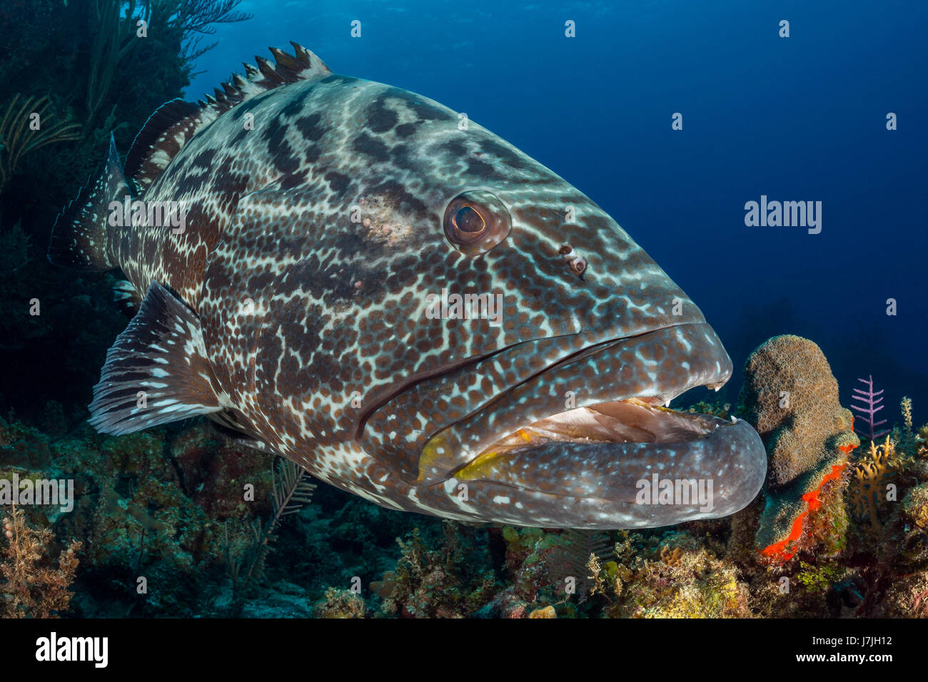 Black Grouper, Mycteroperca bonaci, Jardines de la Reina, Cuba Stock ...