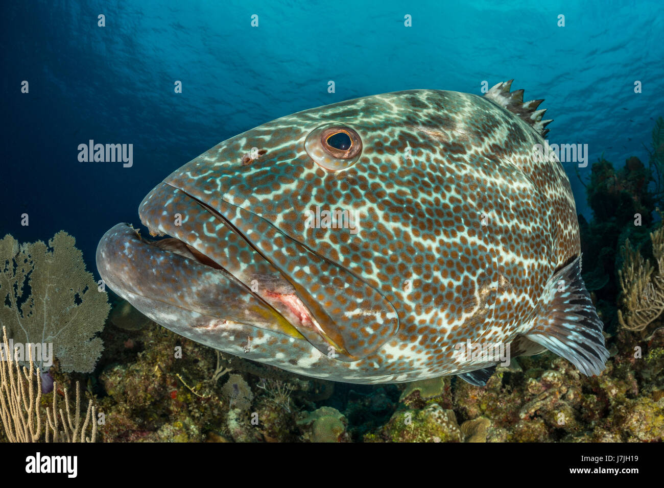 Black Grouper, Mycteroperca bonaci, Jardines de la Reina, Cuba Stock ...
