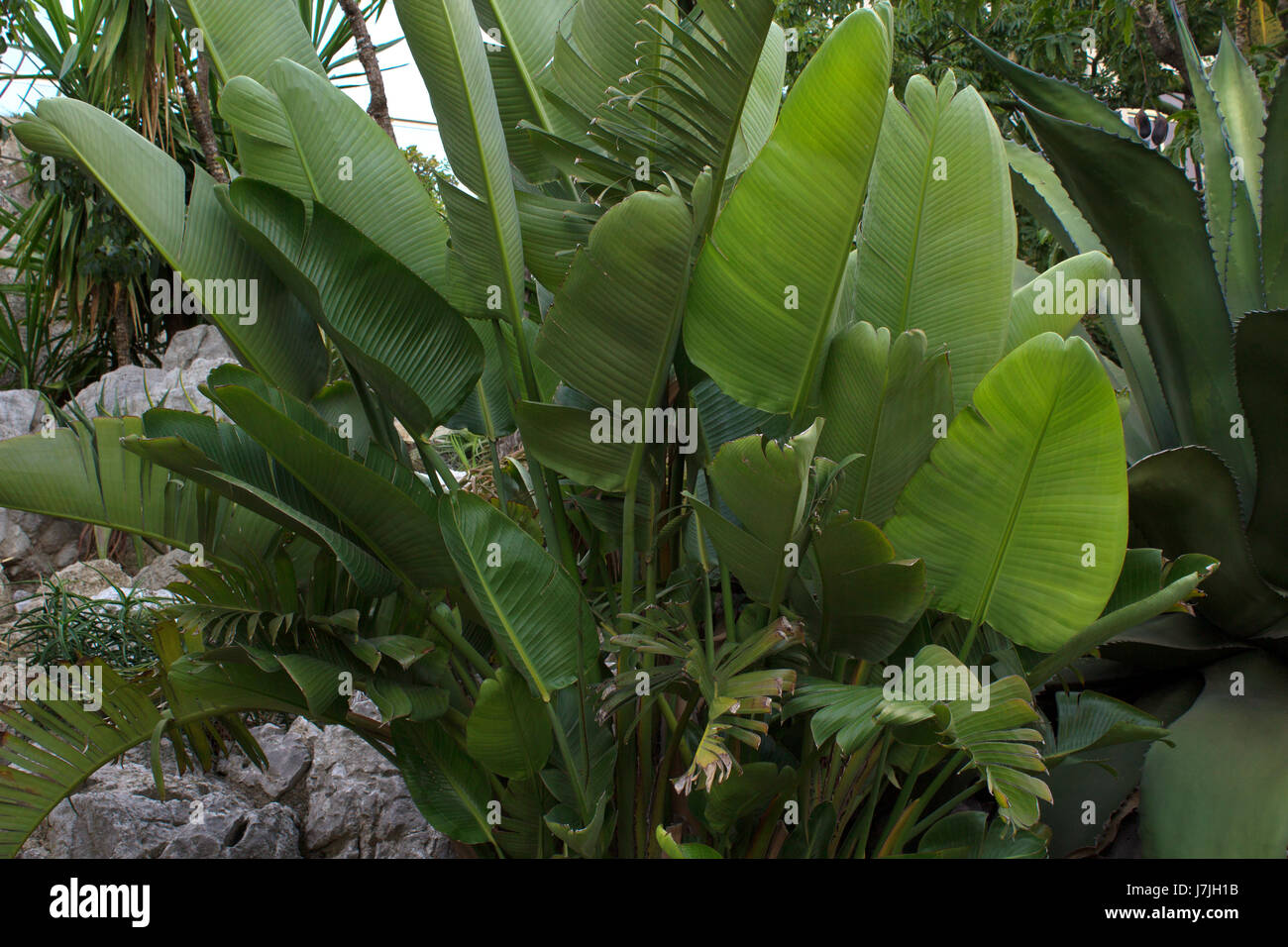 Exotic garden of Monaco, jardins exotique de Monaco: collection of ...