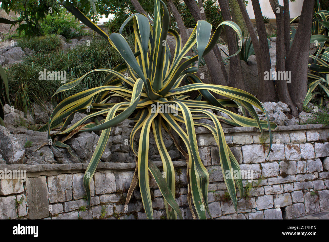 Exotic garden of Monaco, jardins exotique de Monaco: collection of ...