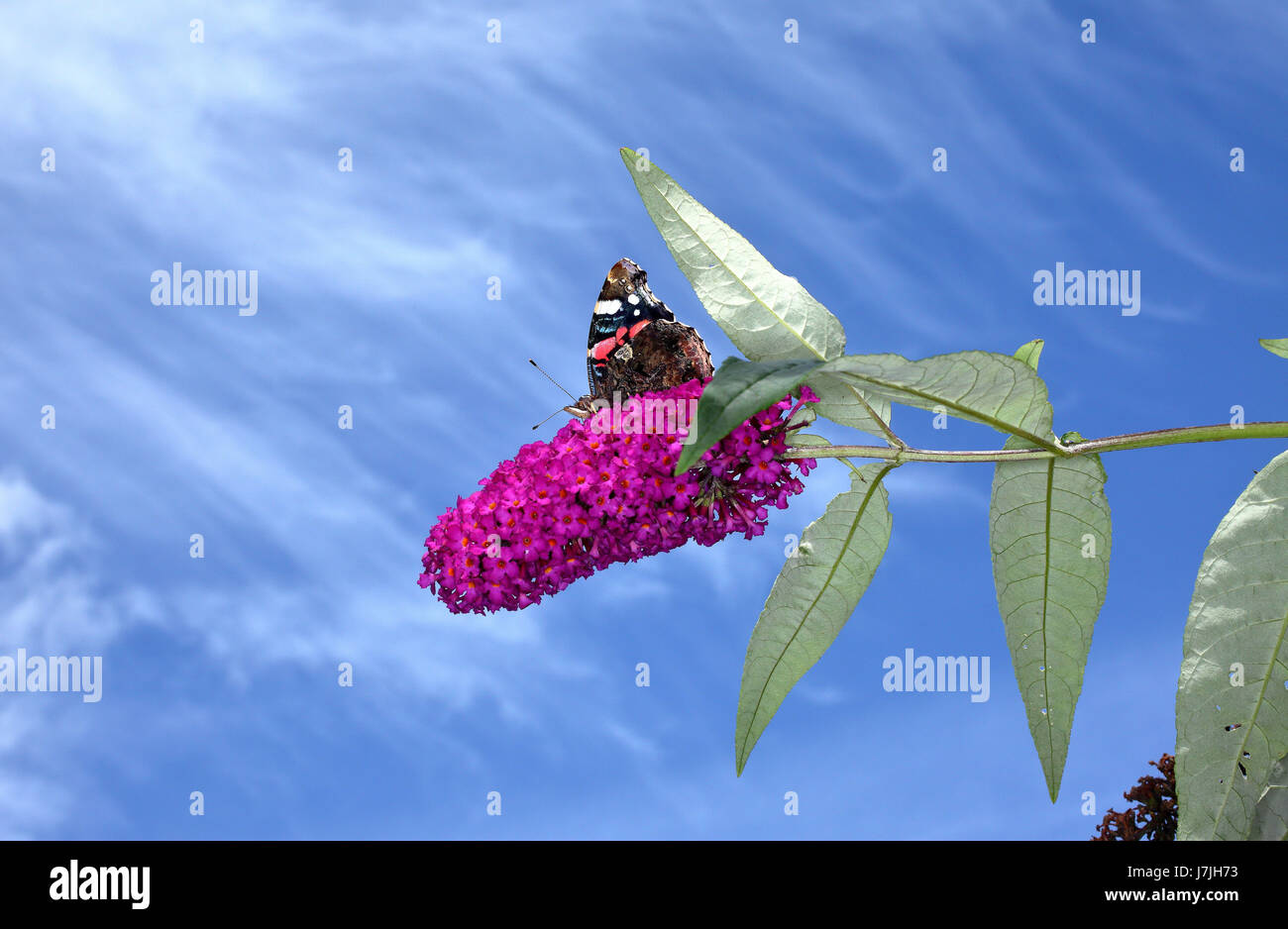 Red admiral butterfly against sky hi-res stock photography and images ...