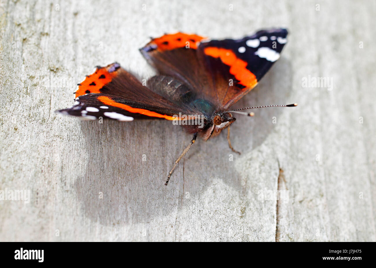 English butterfly hi-res stock photography and images - Alamy