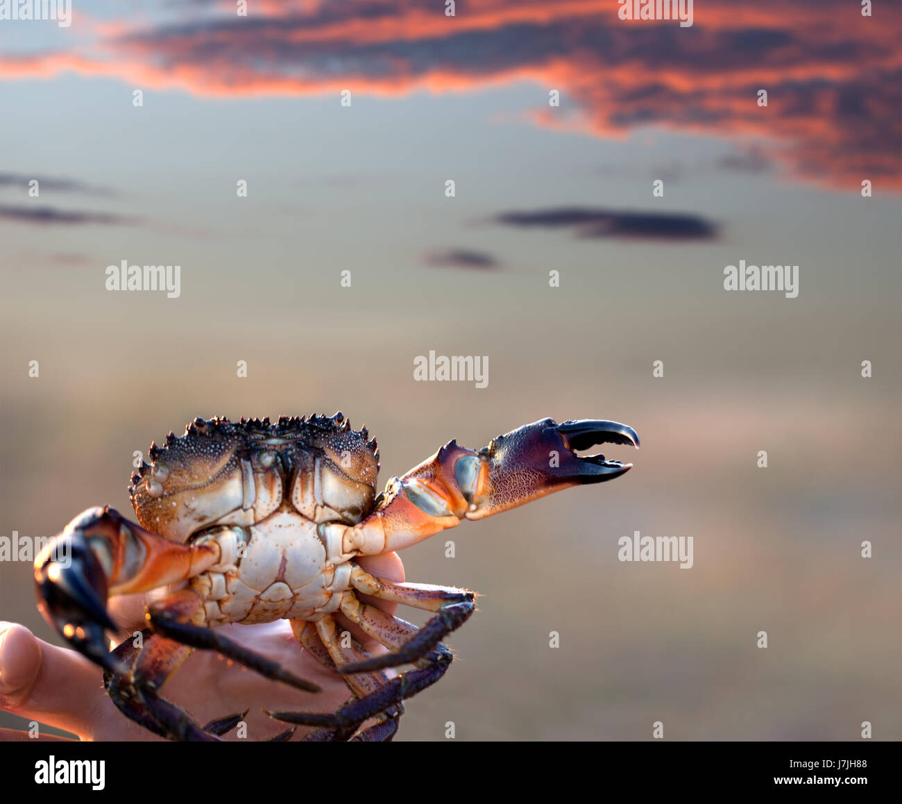 Caught crab in hand and sunset sky with clouds at background Stock ...