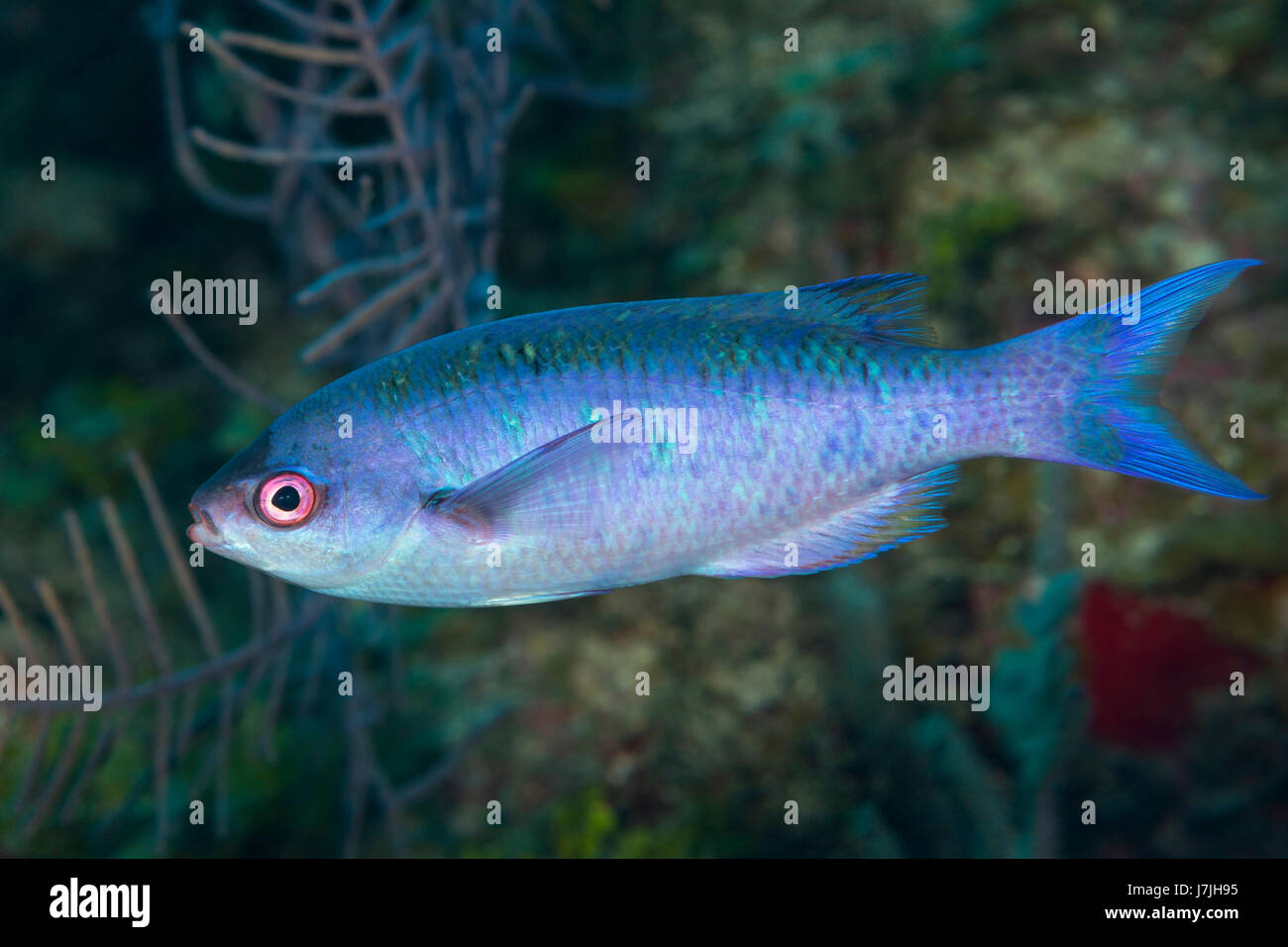 Creole Wrasse, Clepticus parrae, Jardines de la Reina, Cuba Stock Photo ...