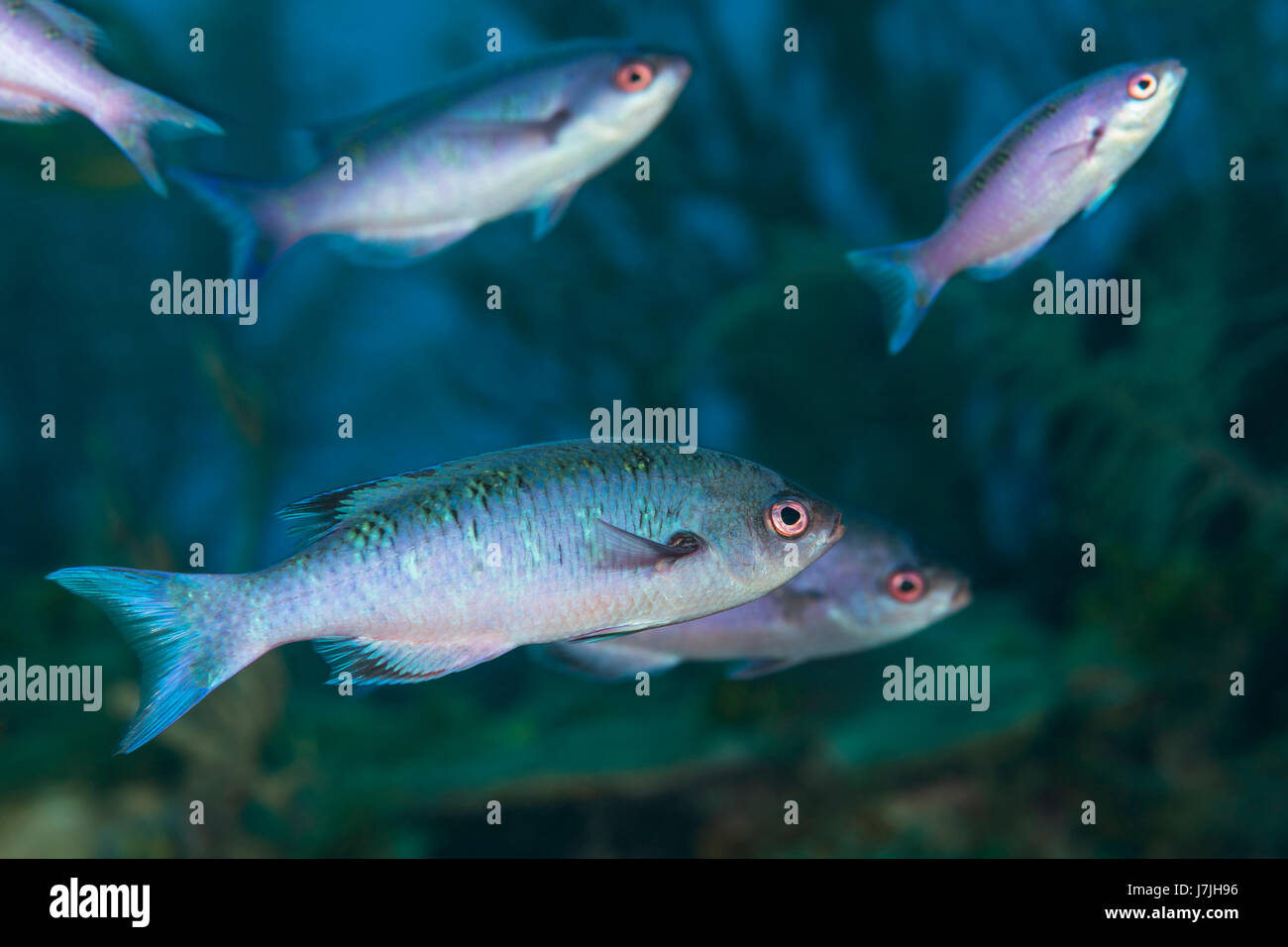 Creole Wrasse, Clepticus parrae, Jardines de la Reina, Cuba Stock Photo ...