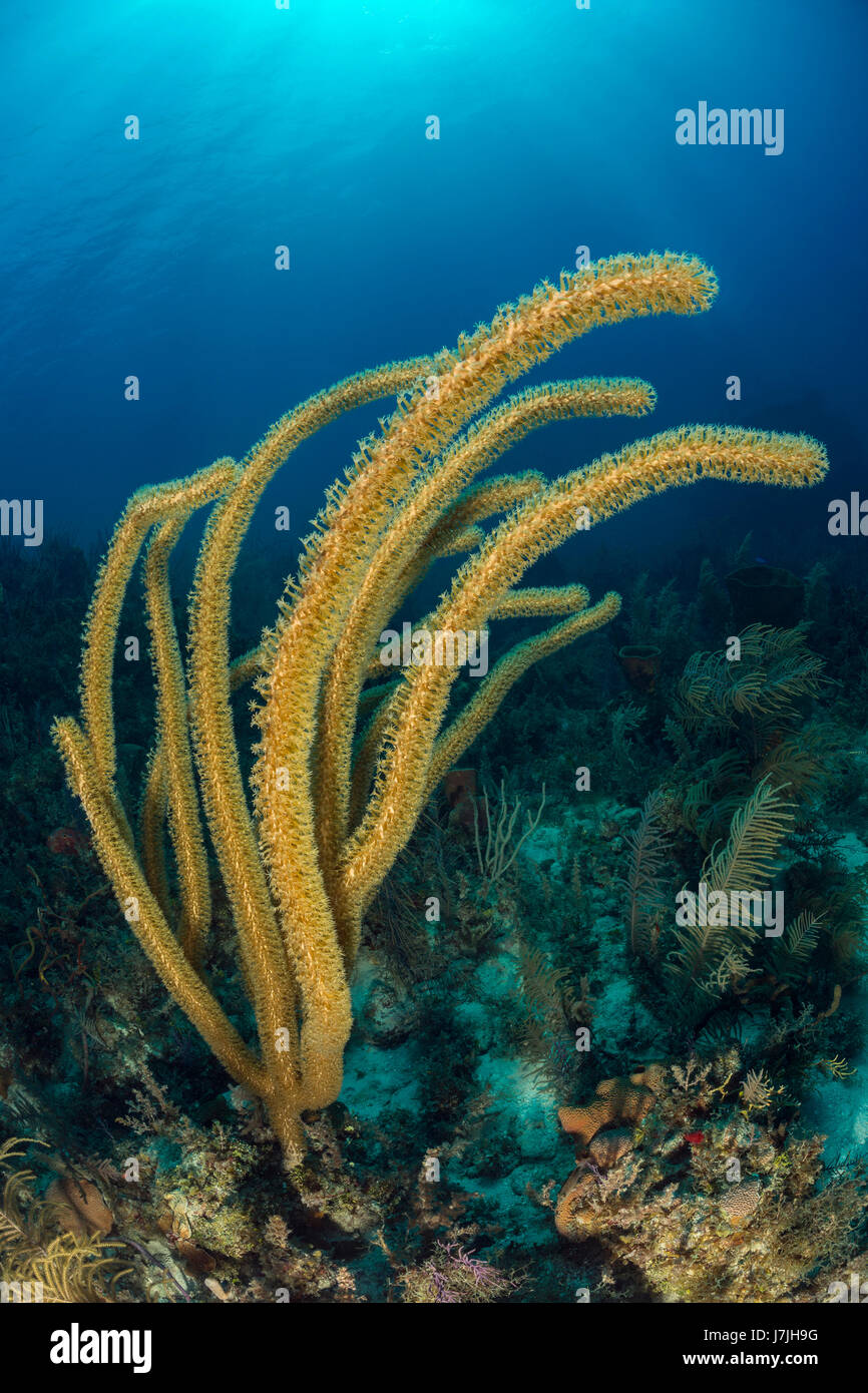 Pseudoplexaura hi-res stock photography and images - Alamy