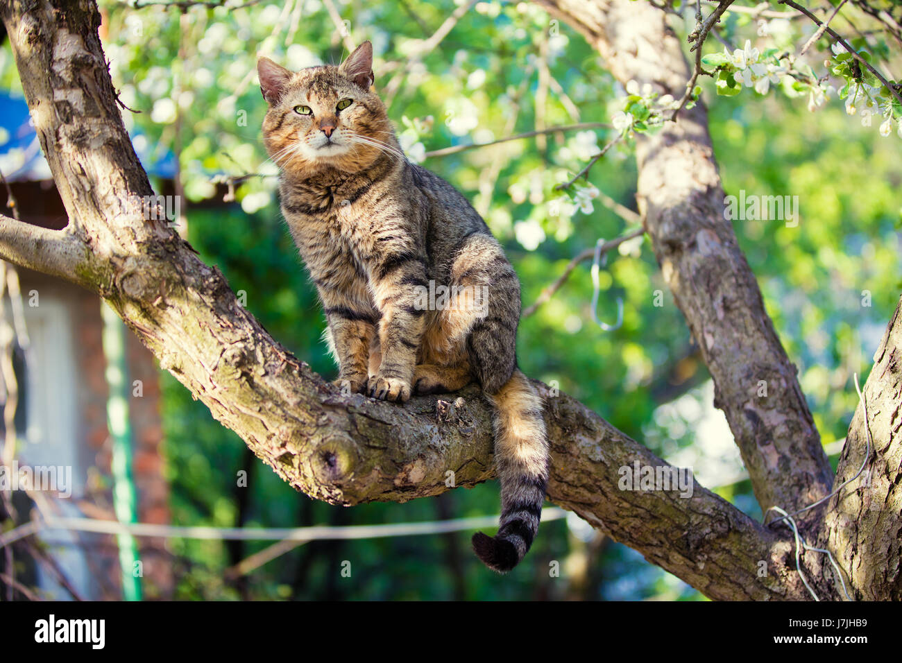 Cat In Apple Tree High Resolution Stock Photography and Images - Alamy