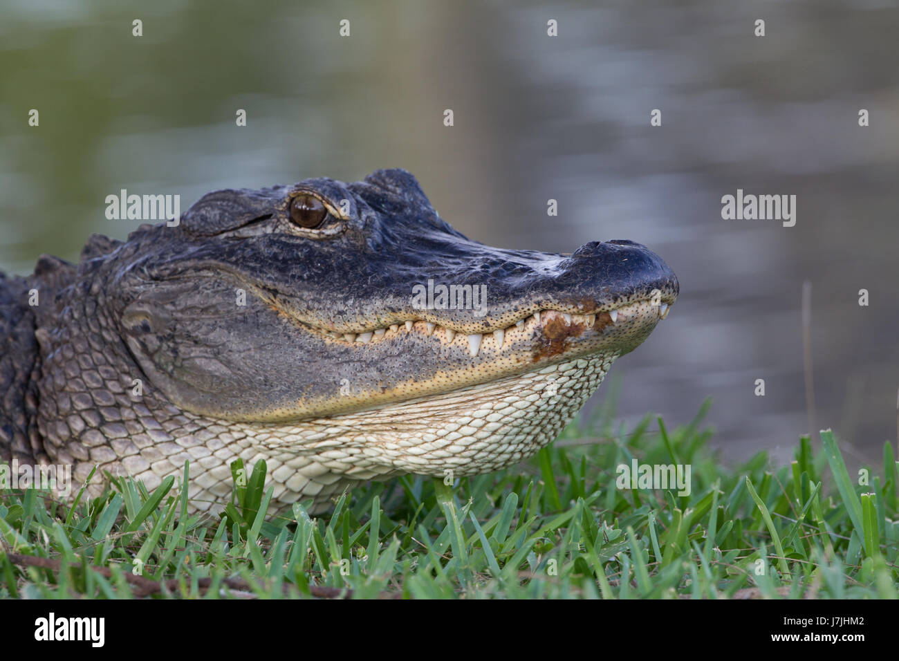 Alligator head close up Stock Photo - Alamy