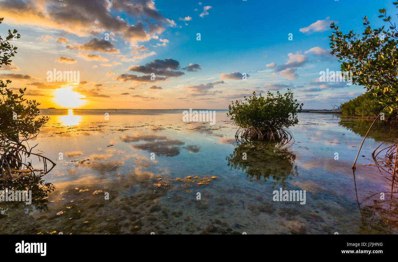 Beautiful mangrove swamp at sunset in Florida Keys Stock Photo - Alamy