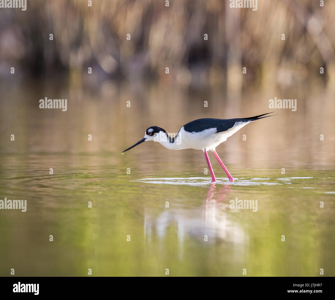Black-winged Stilt, fishes for food in water Stock Photo - Alamy