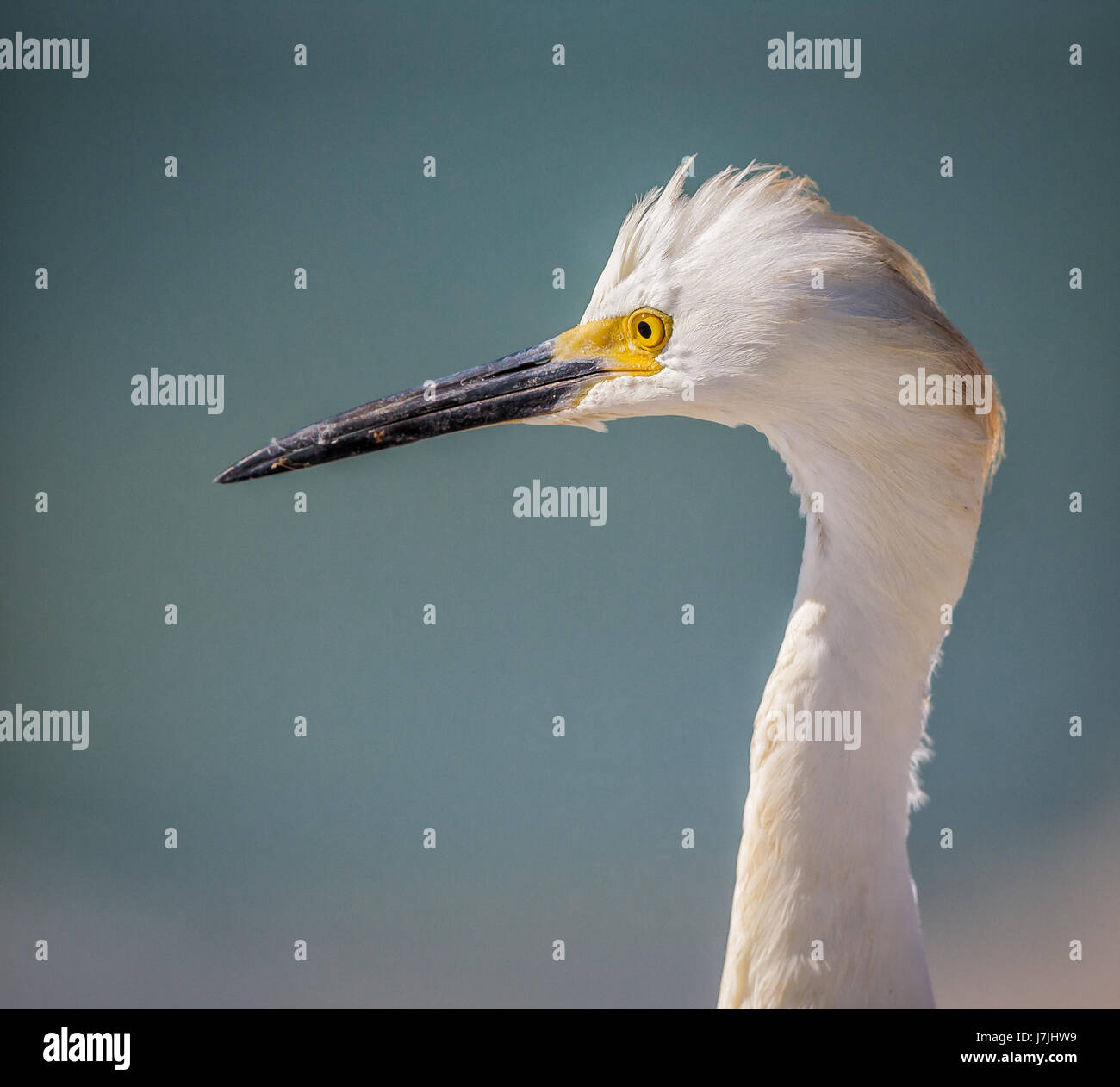 Left profile of egret hi-res stock photography and images - Alamy