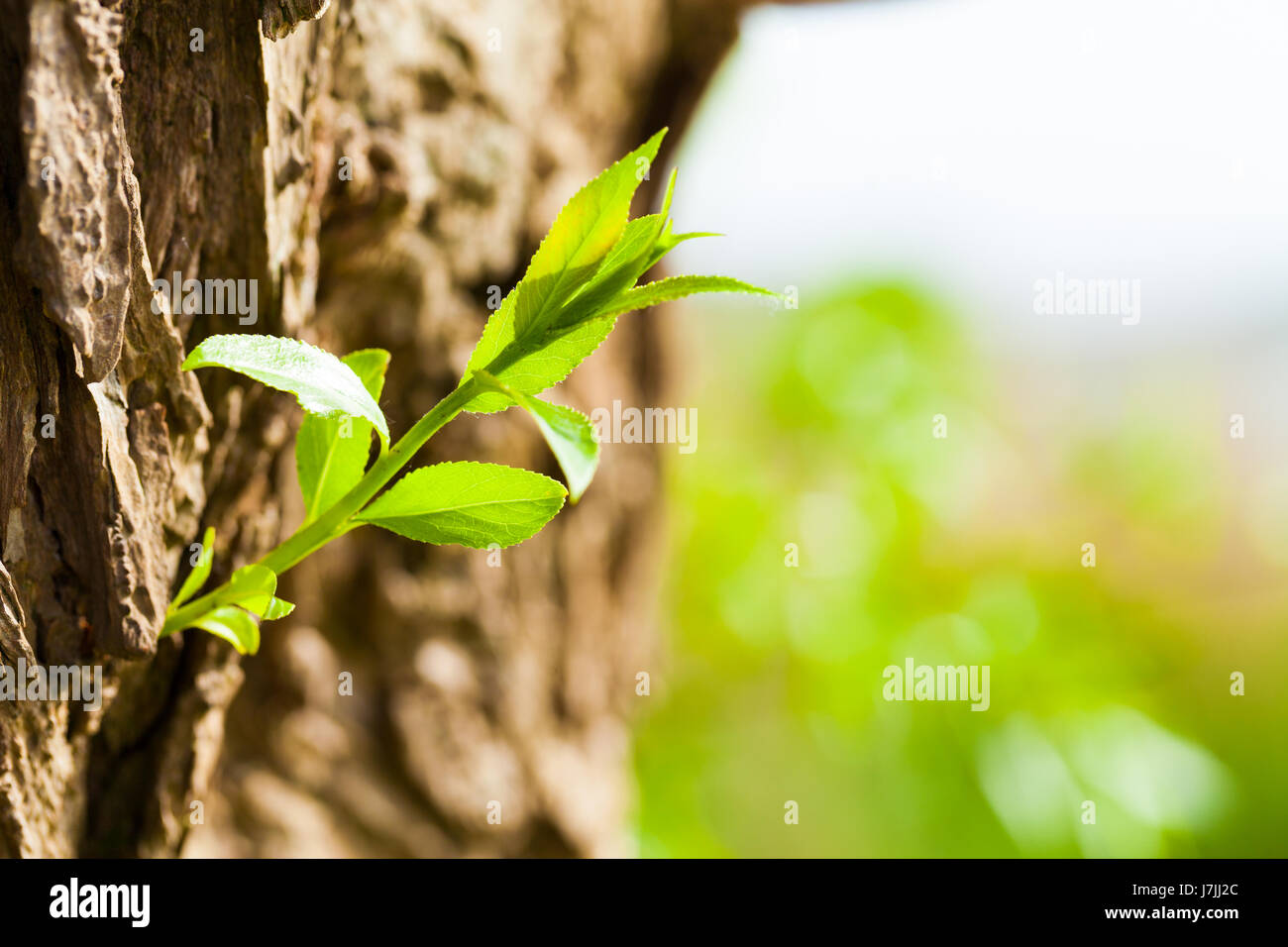little branch on a tree on green background Stock Photo - Alamy