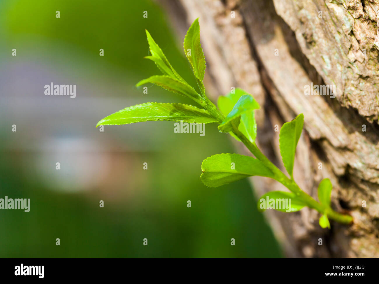 little branch on a tree on green background Stock Photo - Alamy