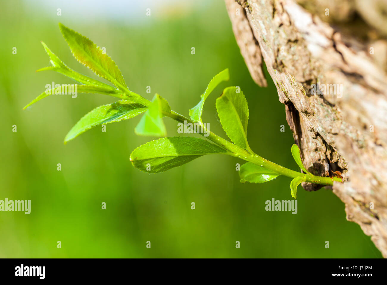 little branch on a tree on green background Stock Photo - Alamy