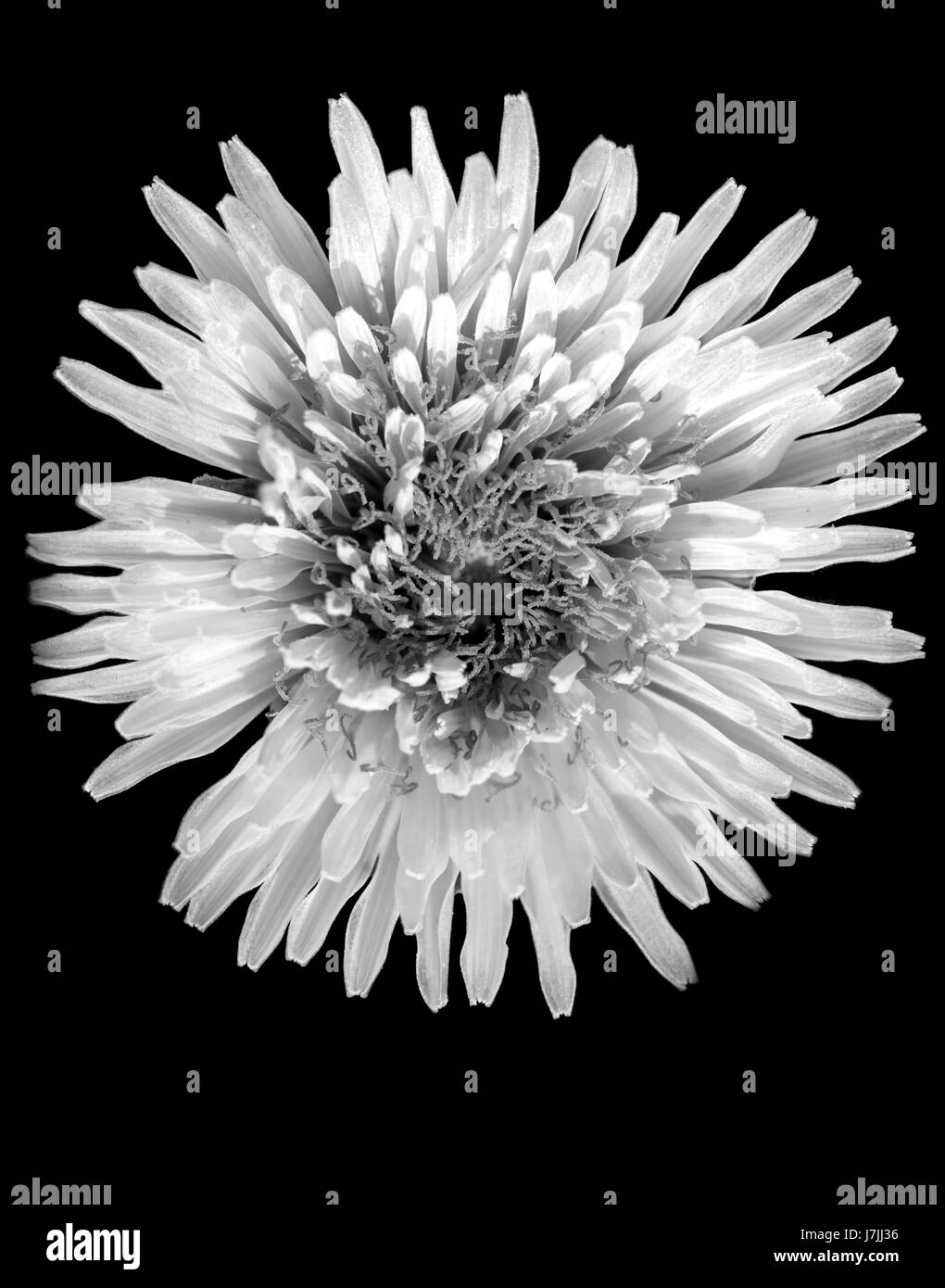 Tooth growth Black and White Stock Photos & Images - Alamy