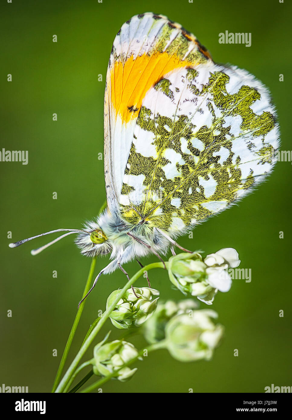 Morpho falter hi-res stock photography and images - Alamy