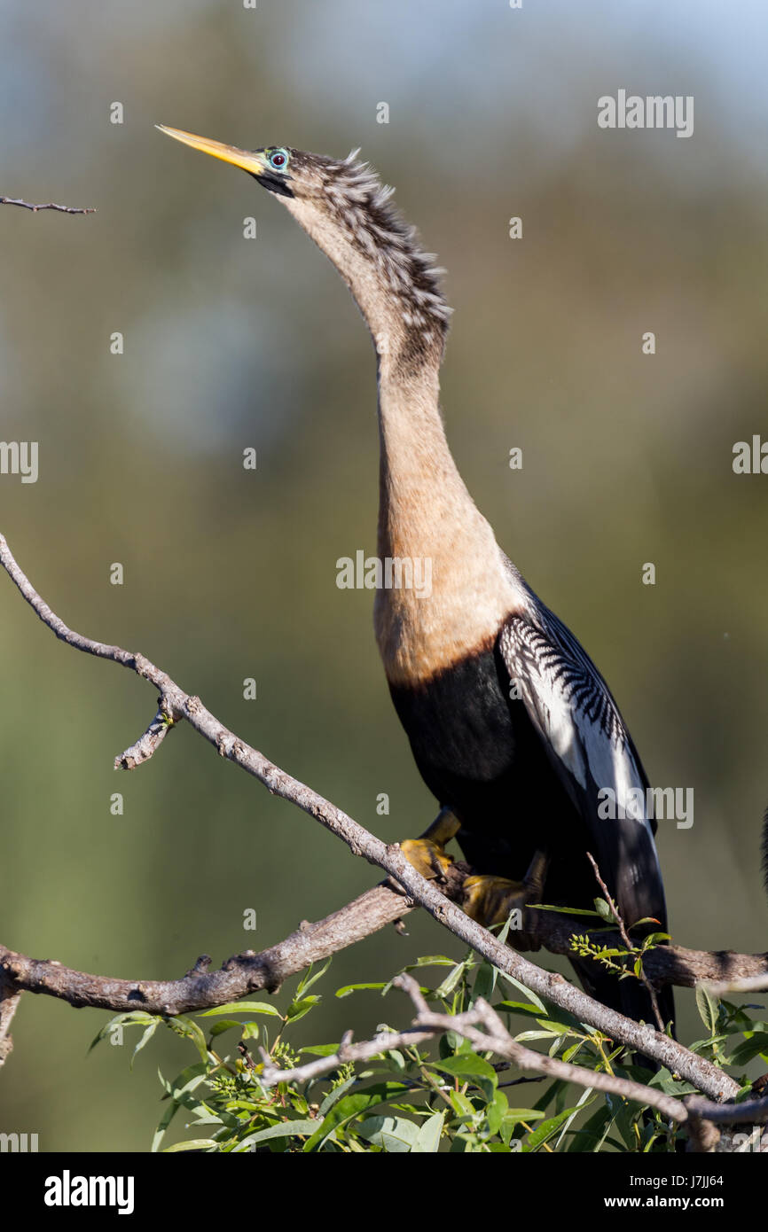 Female anhinga in breeding plumage in Florida Stock Photo - Alamy