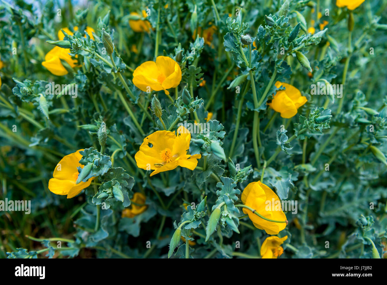 Yellow poppies hi-res stock photography and images - Alamy