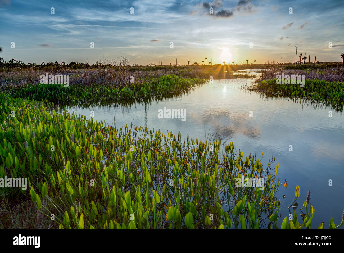 Viera wetlands hi-res stock photography and images - Alamy