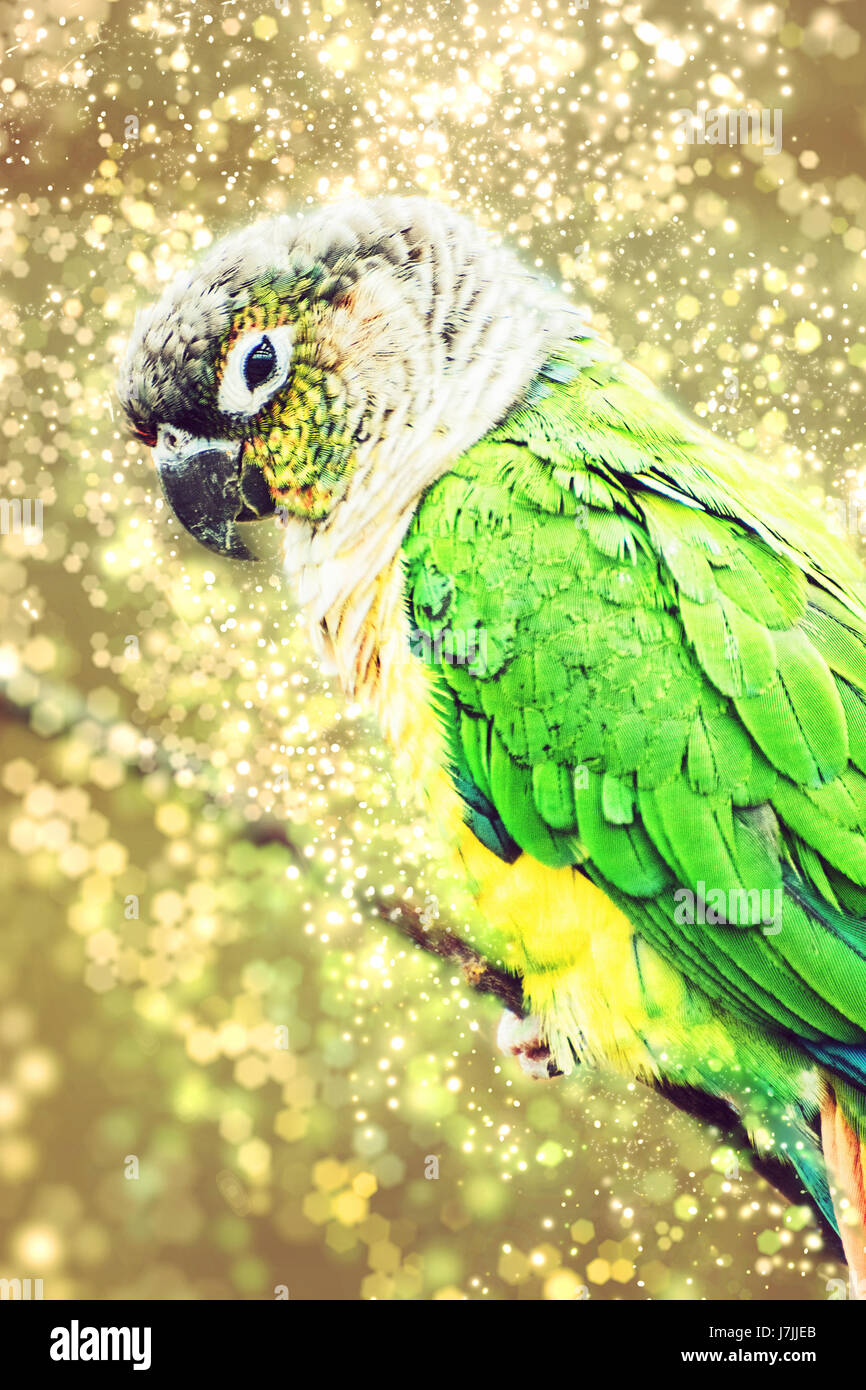 Beautiful colorful parrot with shimmering background. Beauty in nature ...