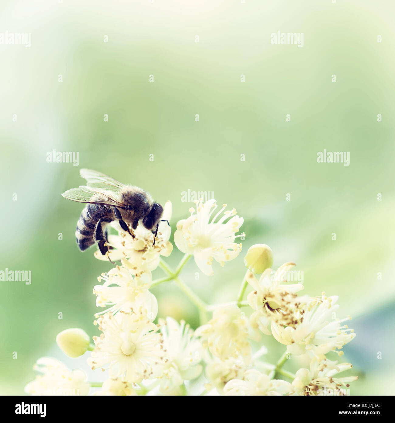 Honey bee pollinate flower in the spring meadow. Seasonal natural scene ...