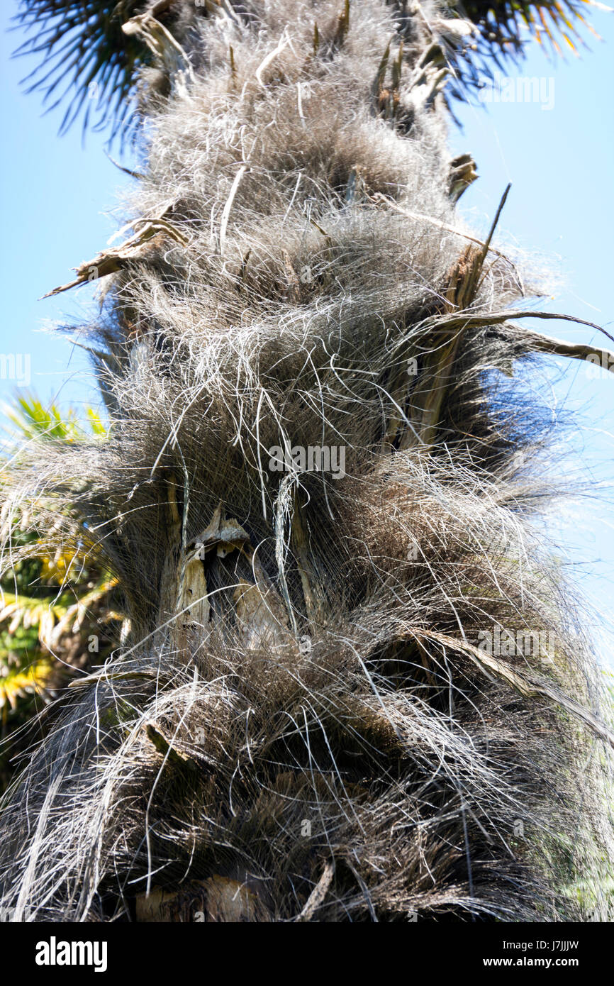 Hairy palm trunk at Ventnor Botanical Gardens, Isle of Wight, UK Stock ...