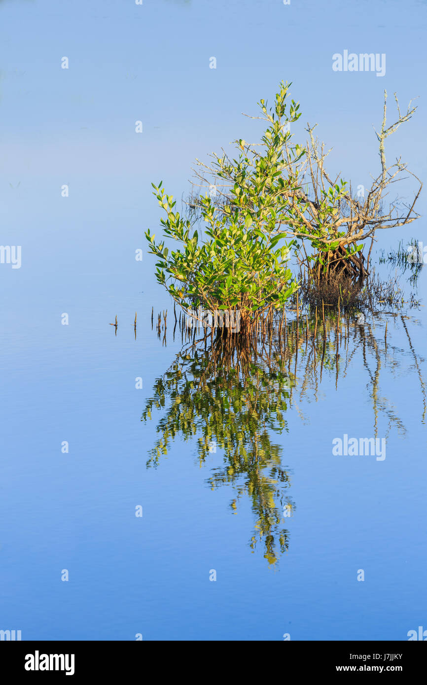 Single mangrove plant hi-res stock photography and images - Alamy