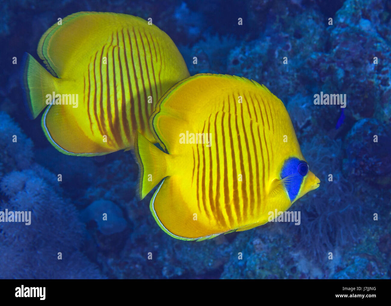 Close up image of two bluecheek butterflyfish (Chaetodon semilarvatus ...