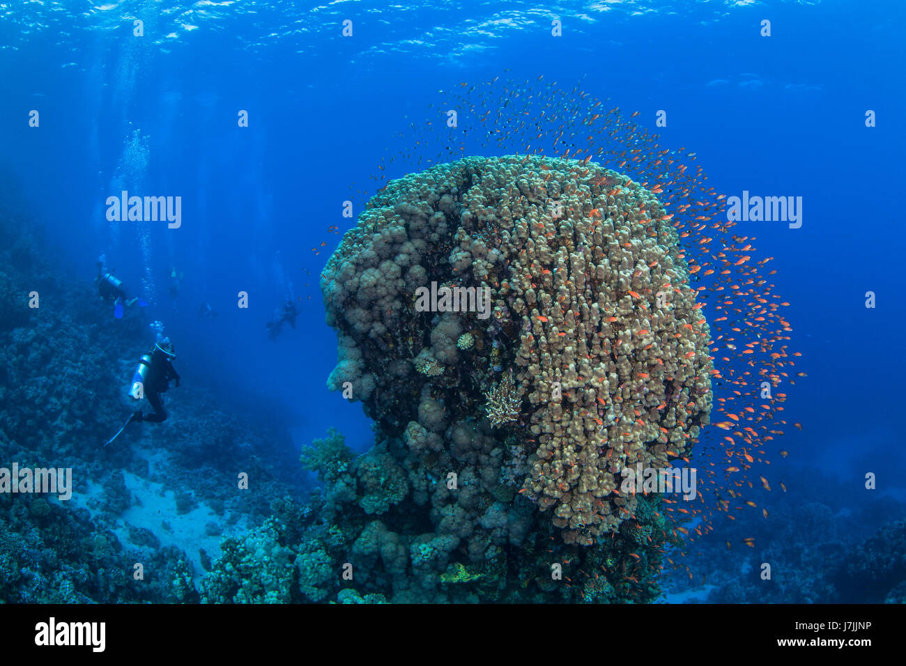 Scuba diver watches colorful fish form halo around coral dome as ...