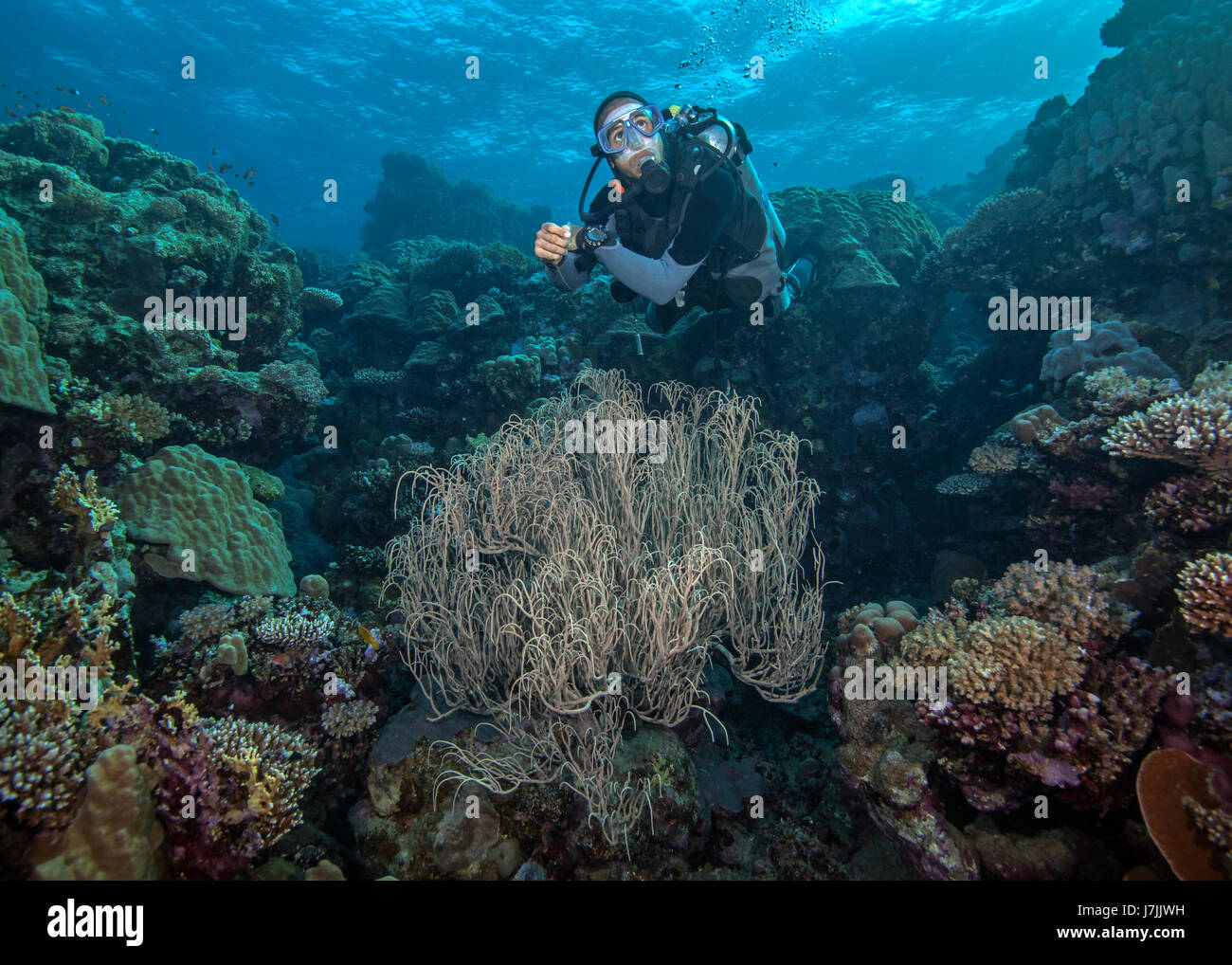 Egyptian dive master explores a pictureque coral reef with soft leather ...